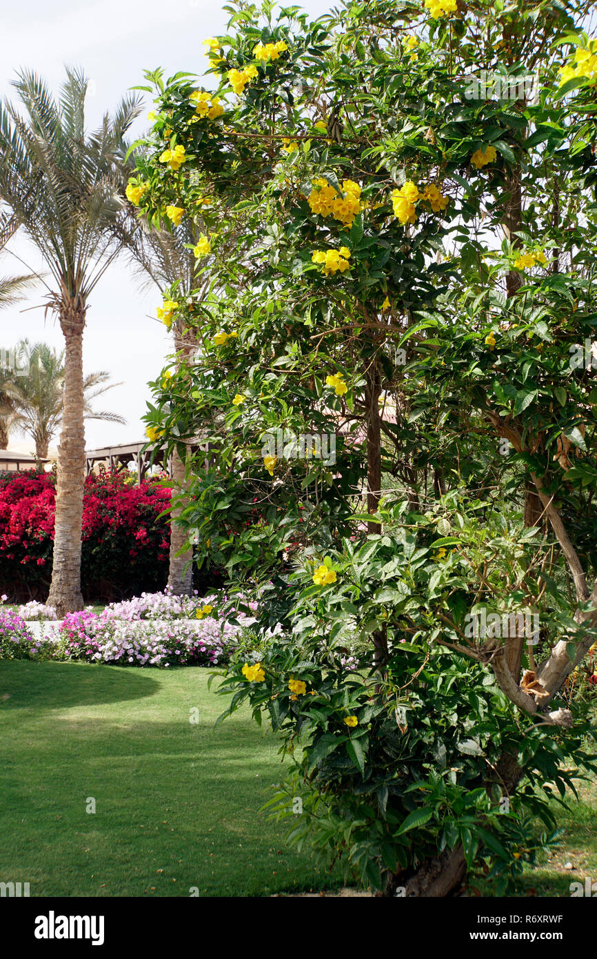 Yellow trumpet africa hi-res stock photography and images - Alamy