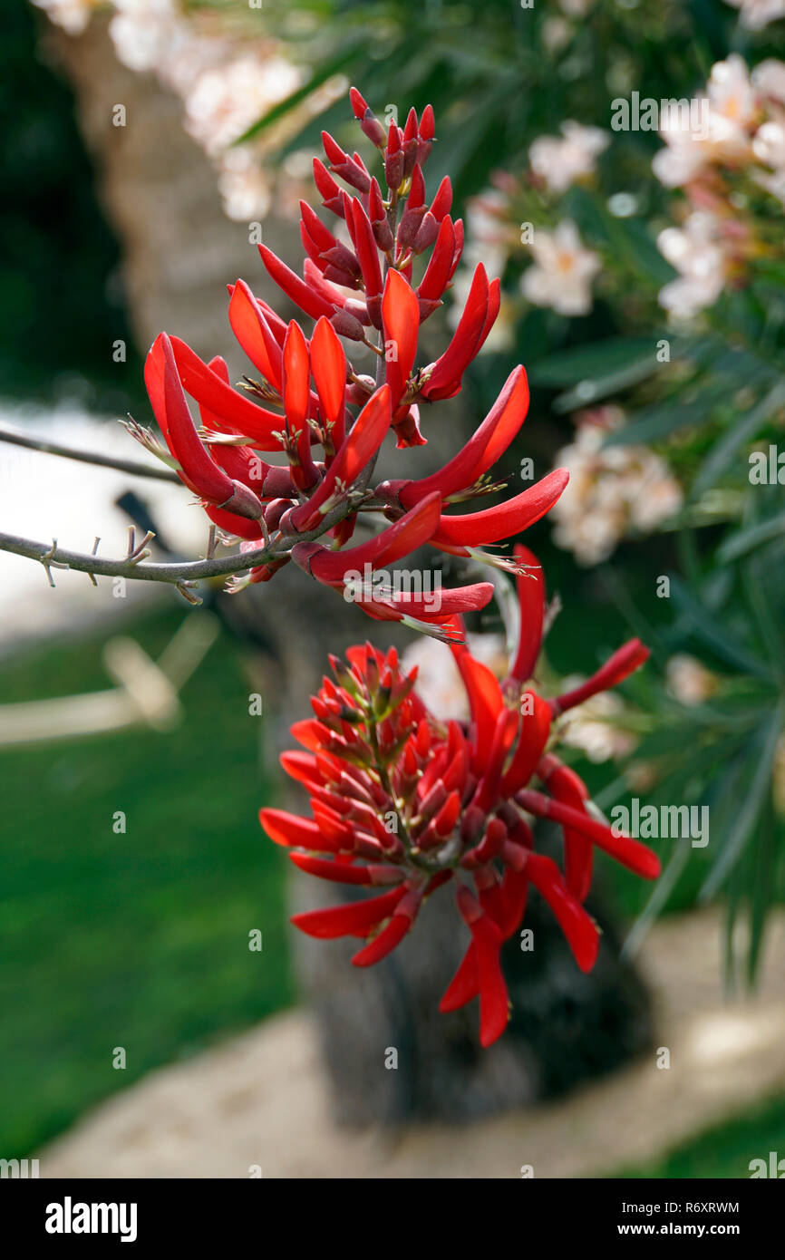 coral shrub (erythrina spec Stock Photo - Alamy