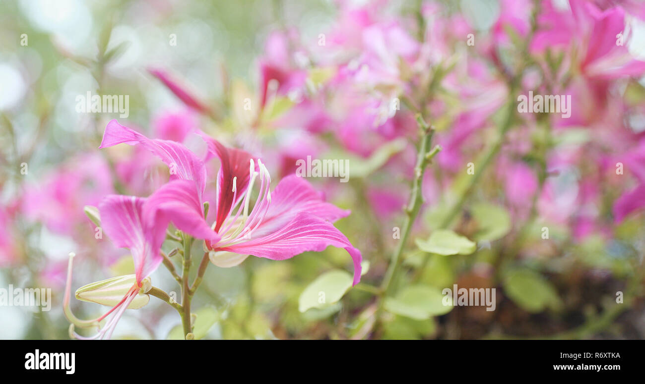 Bauhinia flower on tree Stock Photo - Alamy