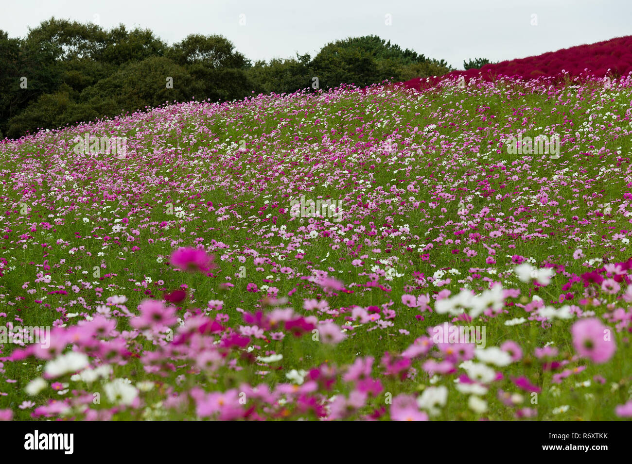 Beautiful Cosmo flower field Stock Photo - Alamy