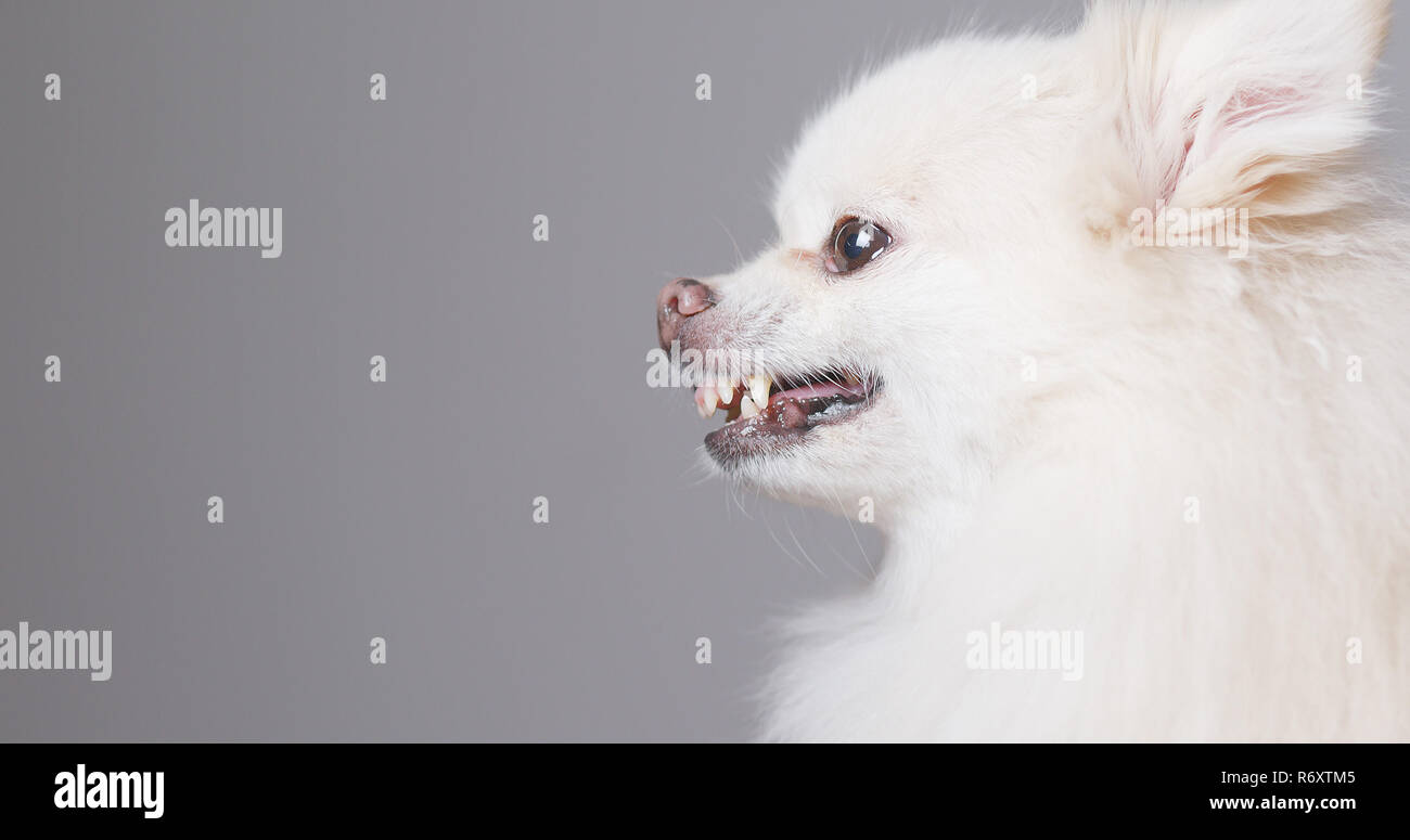 Side profile of Pomeranian dog getting angry Stock Photo - Alamy