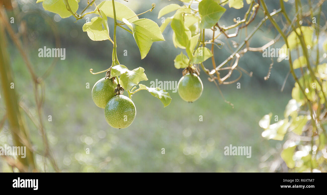 Passion fruit in the farm Stock Photo - Alamy
