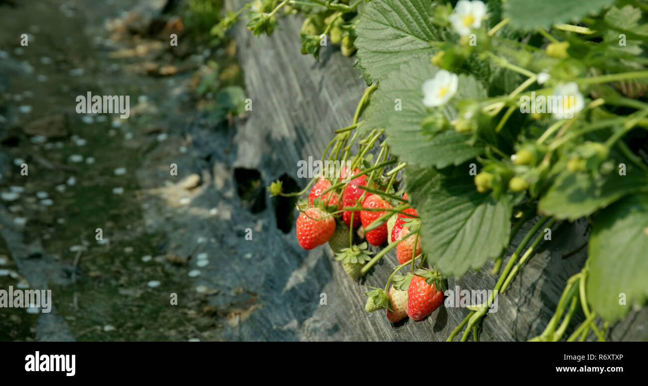 Fresh strawberry meadow Stock Photo - Alamy