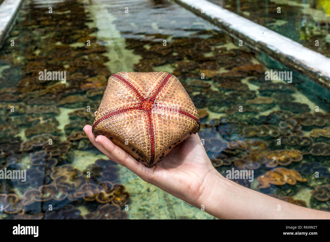 A perfect sea star with tank full of Claim shell in the background ...