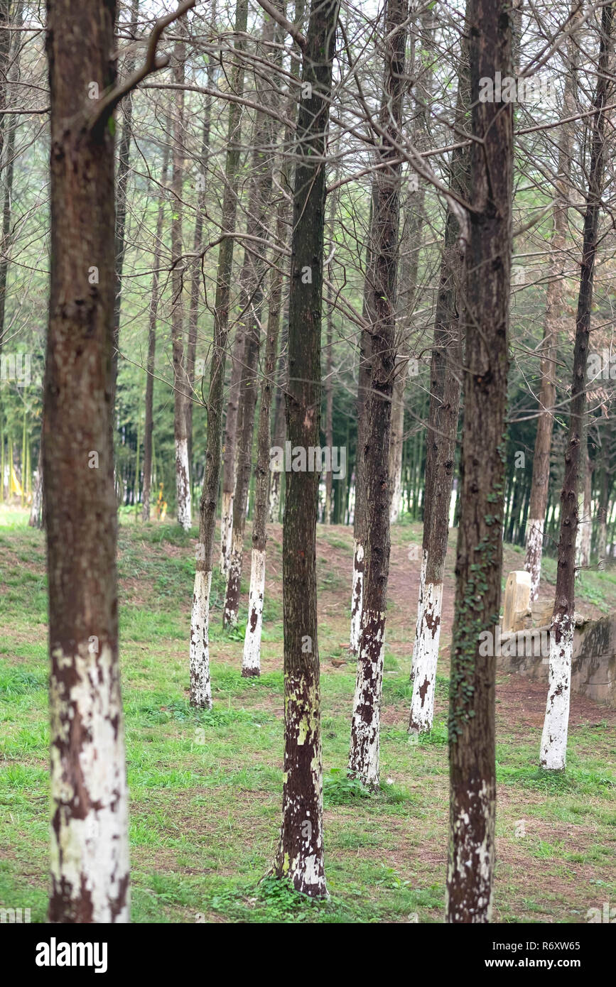 View of the dry wood forest at the winter time. It have only dry tree ...