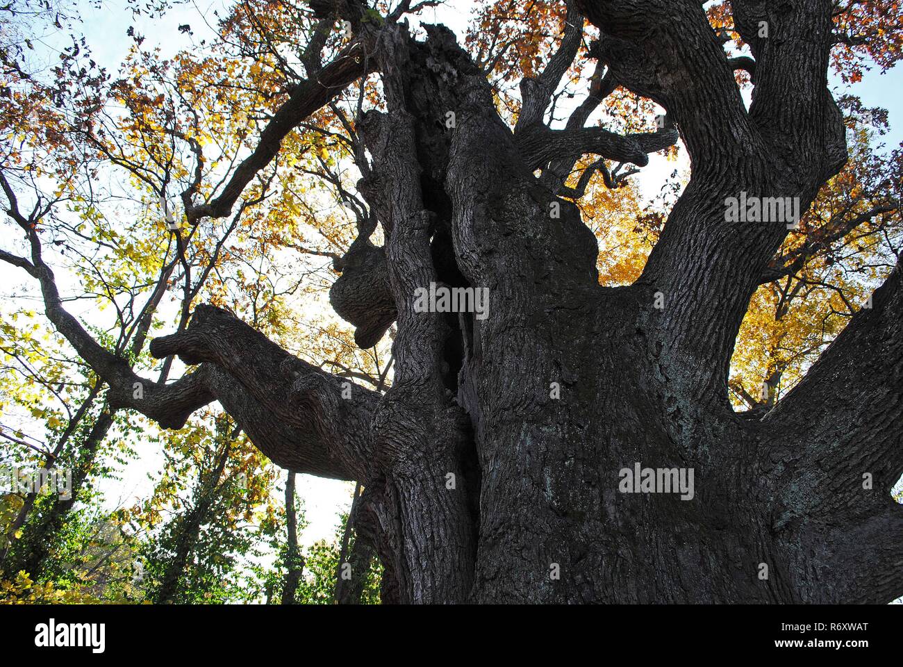 Tree branches reaching into the sky Stock Photo - Alamy