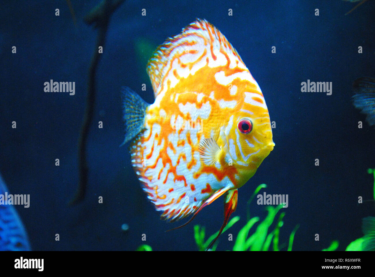 Bright tropical cichlids swimming in hi-res stock photography and ...