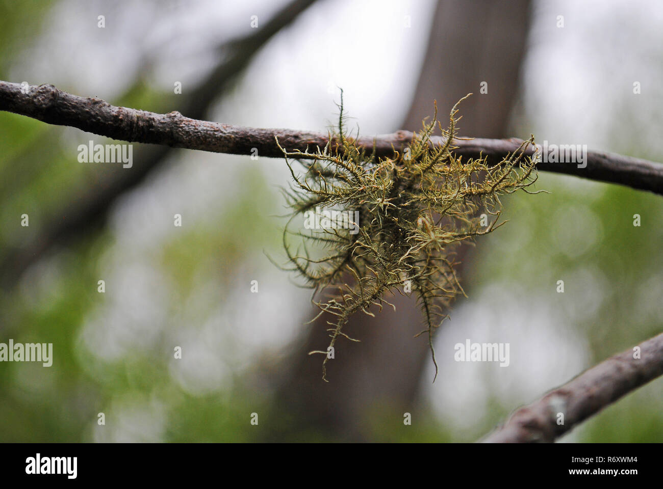 Moss growing on a tree branch Stock Photo - Alamy