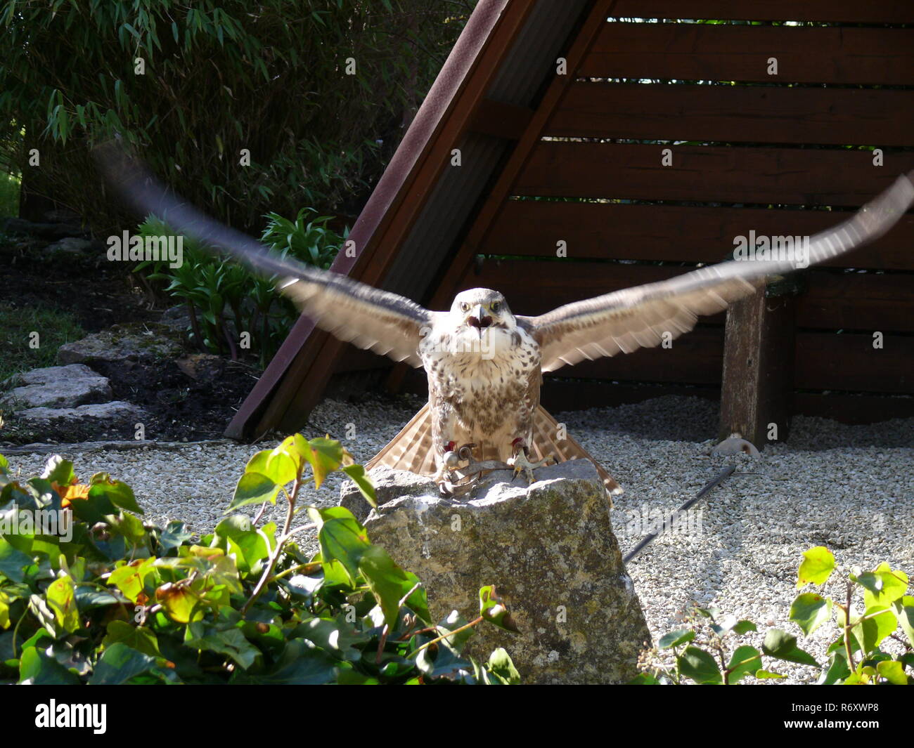 screaming lanner falcon with outstretched wings Stock Photo - Alamy