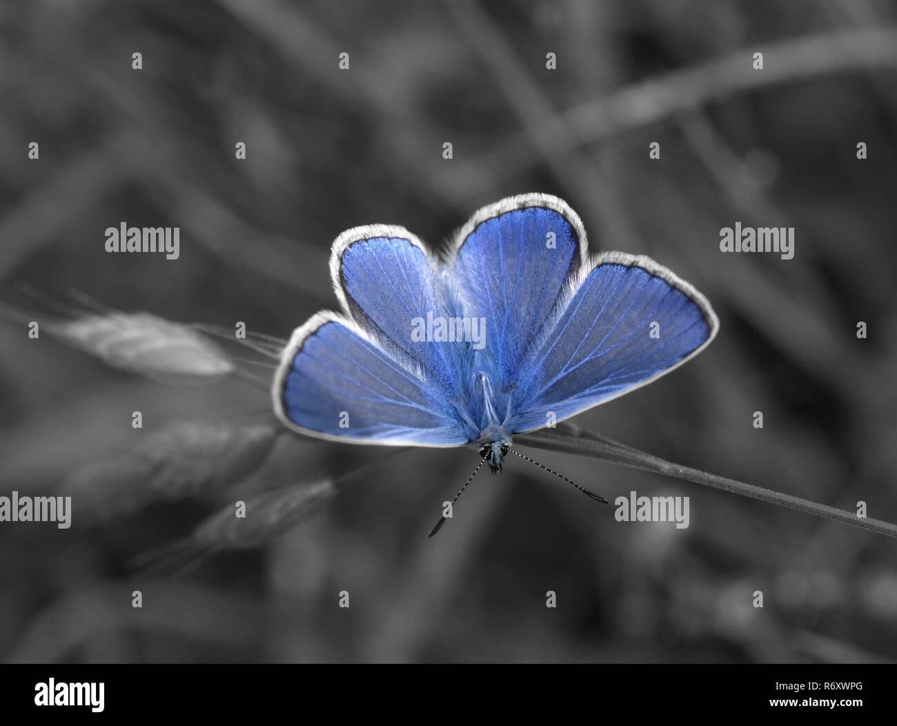 Uling hi-res stock photography and images - Alamy