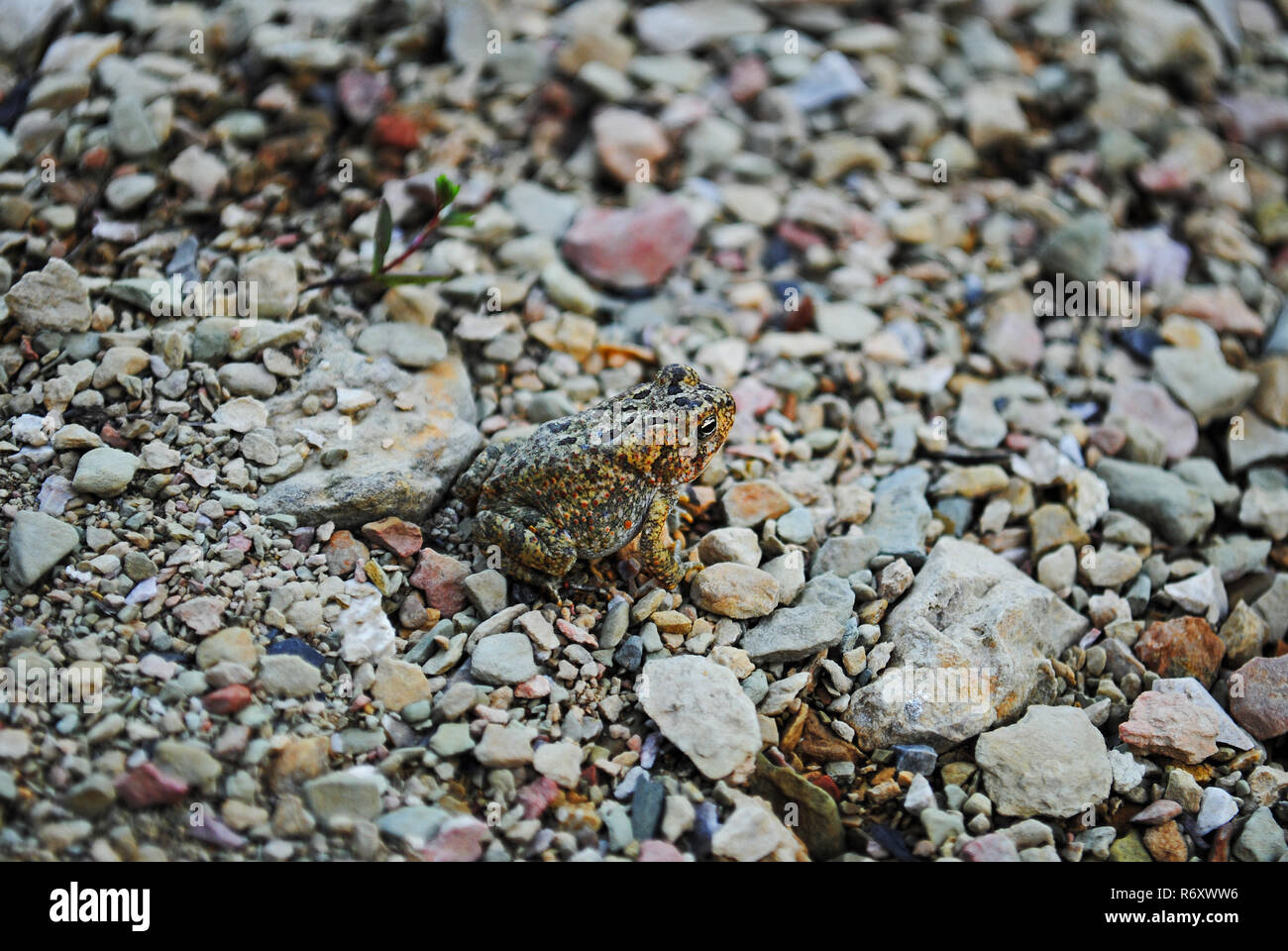 Disguised as animals hi-res stock photography and images - Alamy