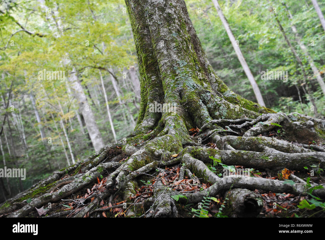 Nature earth tree roots hi-res stock photography and images - Alamy