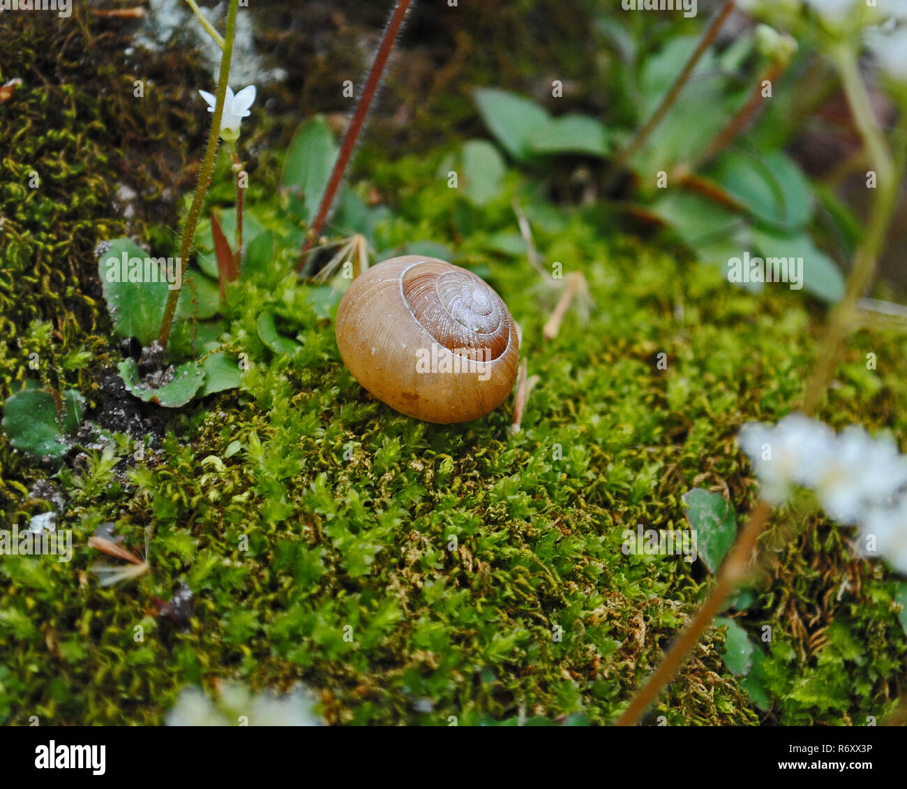 Empty shell hi-res stock photography and images - Alamy