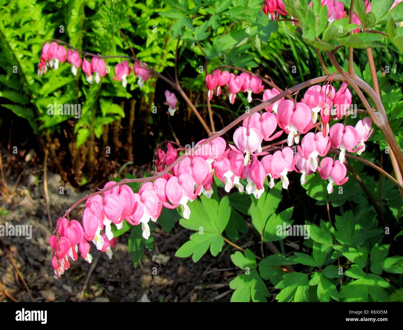 Lamprocapnos spectabilis rosa hi-res stock photography and images - Alamy