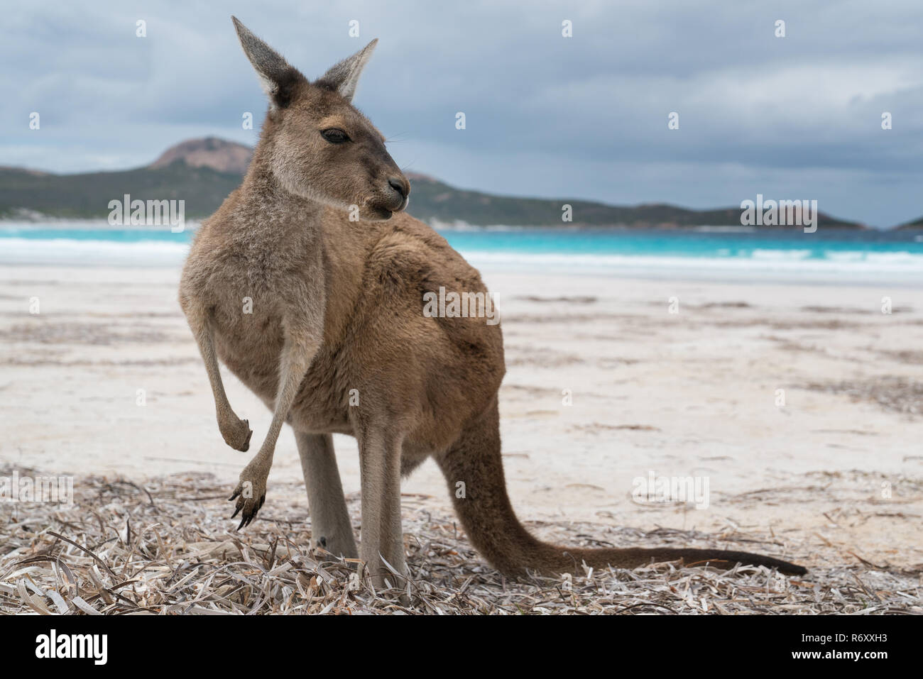 Kangaroo cape le grand hi-res stock photography and images - Alamy