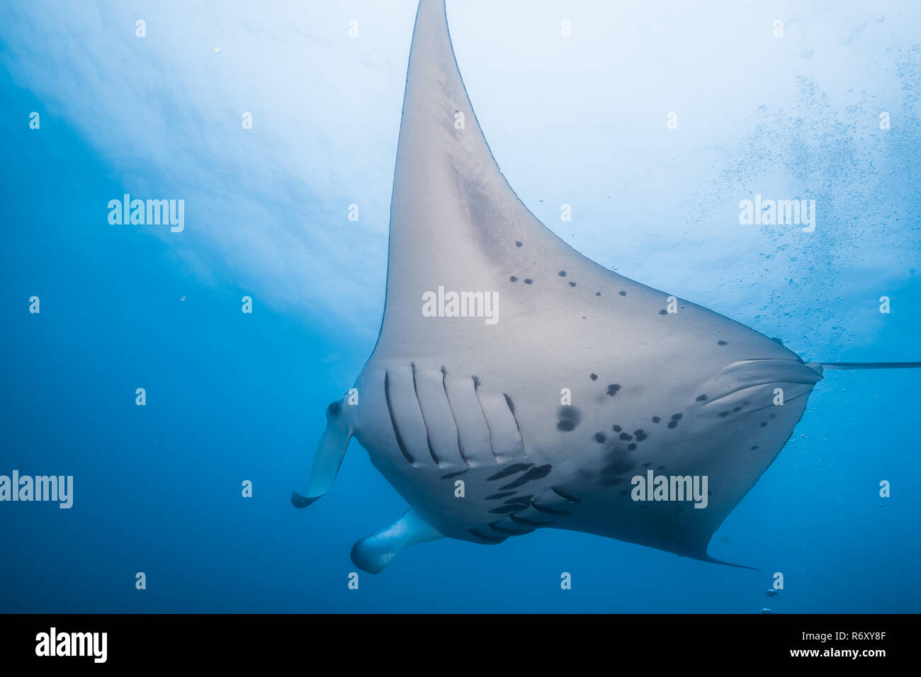 Manta ray, view from under. Abdominal black patterns are clues to ...