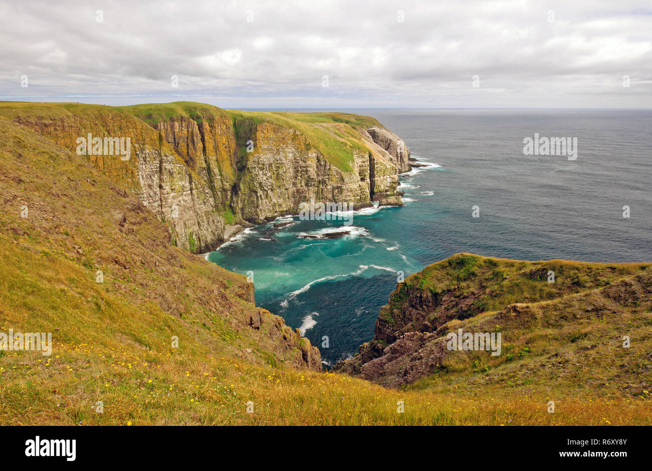 The grasslands above the bird nesting cliffs at Cape St Mary In ...