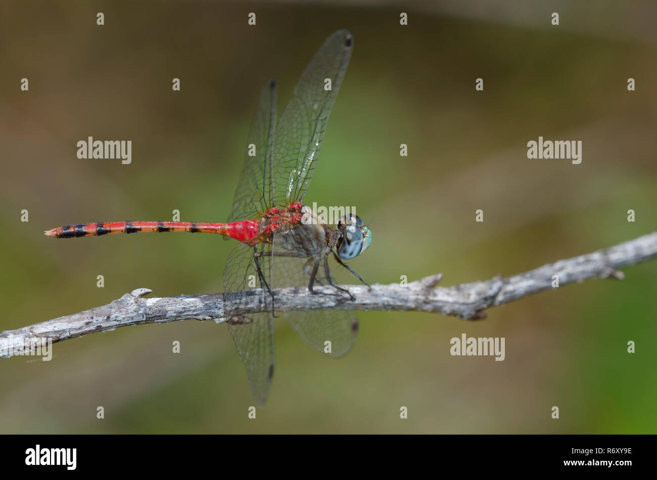 Sympetrum ambiguum hi-res stock photography and images - Alamy