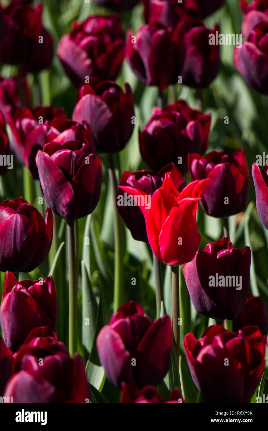 Weapon system design hi-res stock photography and images - Alamy