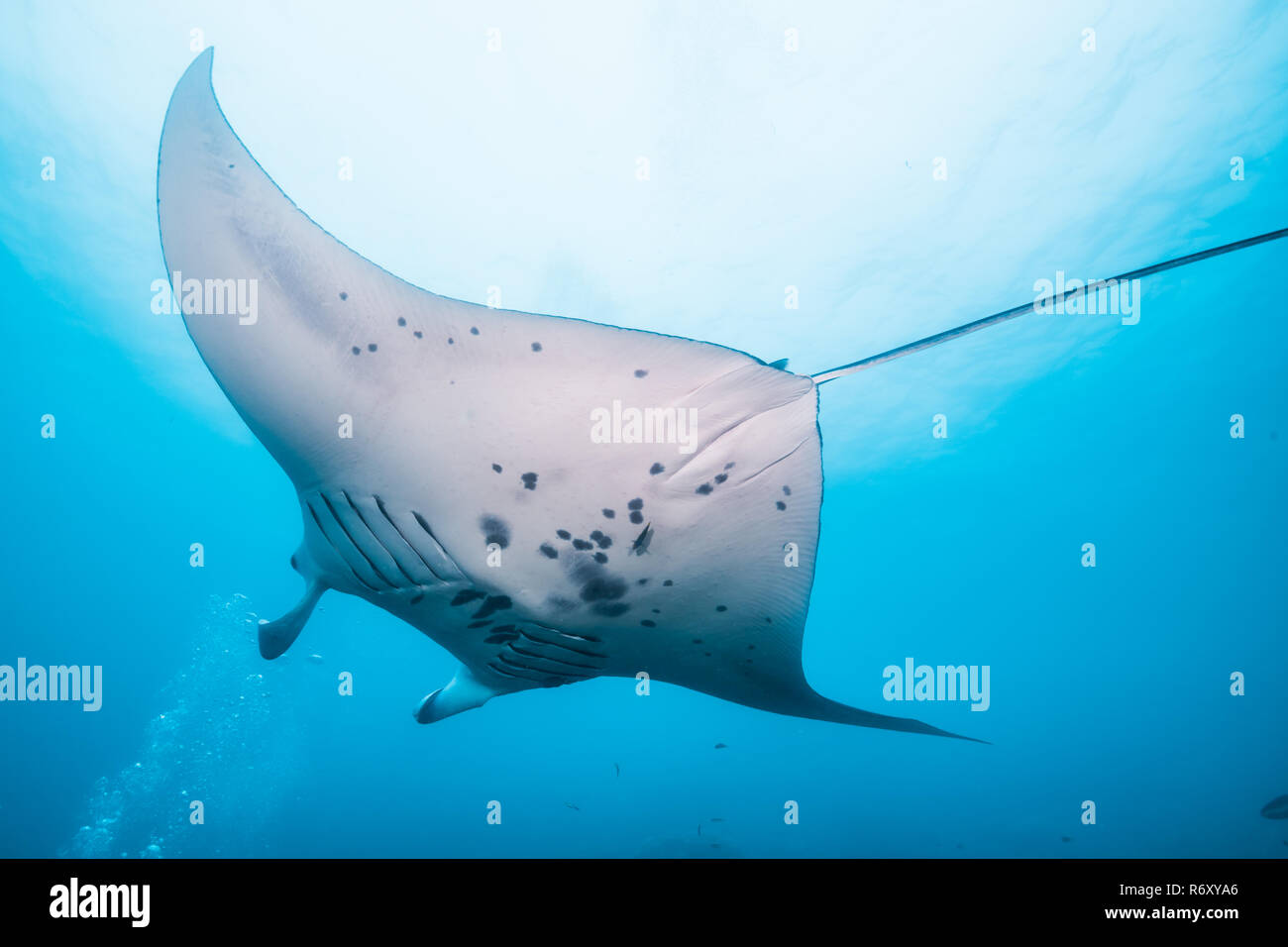 Manta ray, view from under. Abdominal black patterns are clues to ...