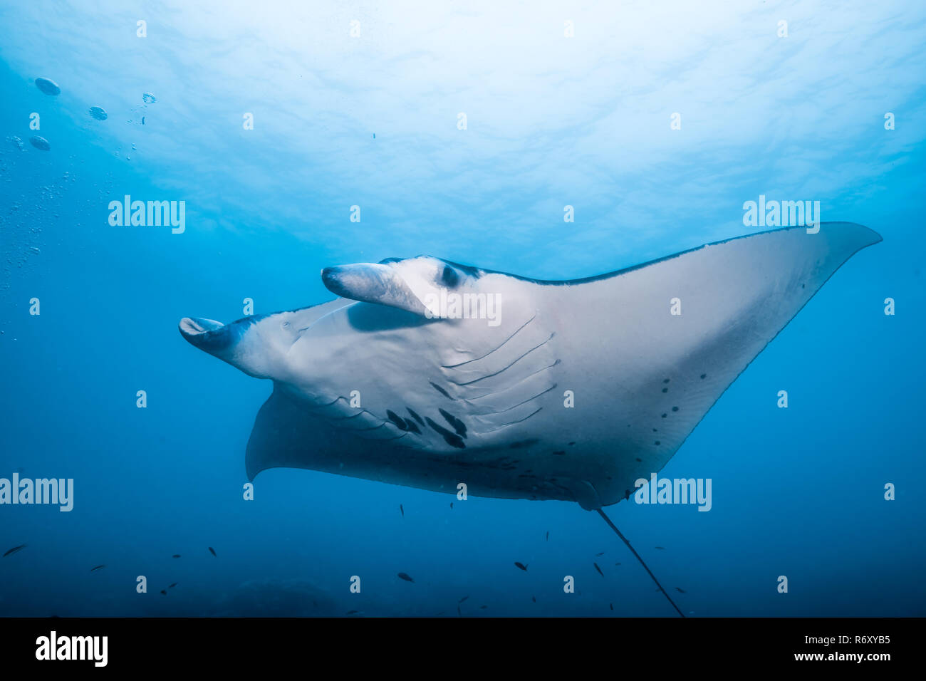 Manta ray, front view. Yap island, Federated States of Micronesia Stock ...