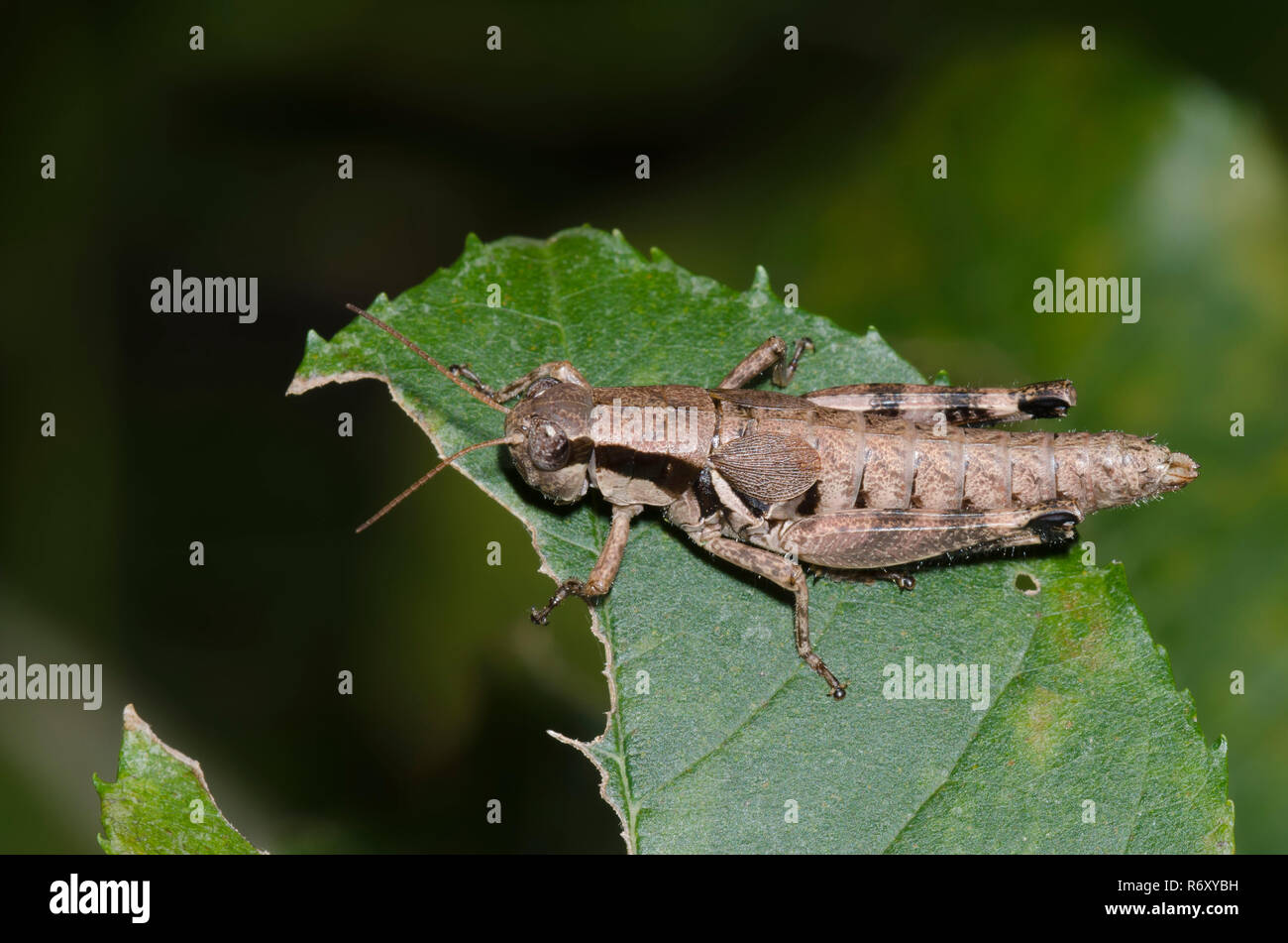 Spur-throated Grasshopper, Melanoplus sp., female Stock Photo - Alamy