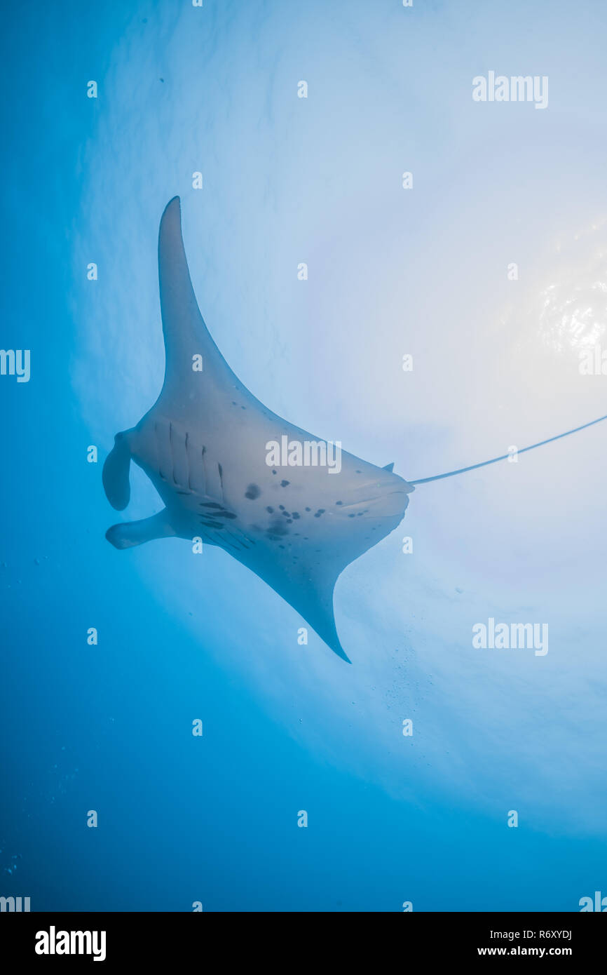 Manta ray. View from under. Abdominal black patterns are clues to ...
