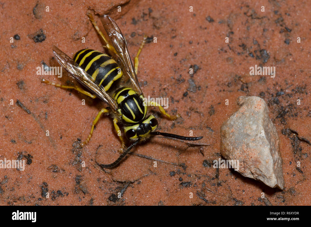 Male Yellow Jacket