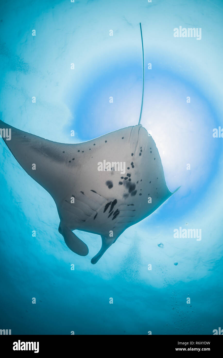 Manta ray identification hi-res stock photography and images - Alamy