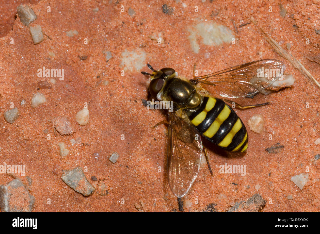 Eupeodes hi-res stock photography and images - Alamy