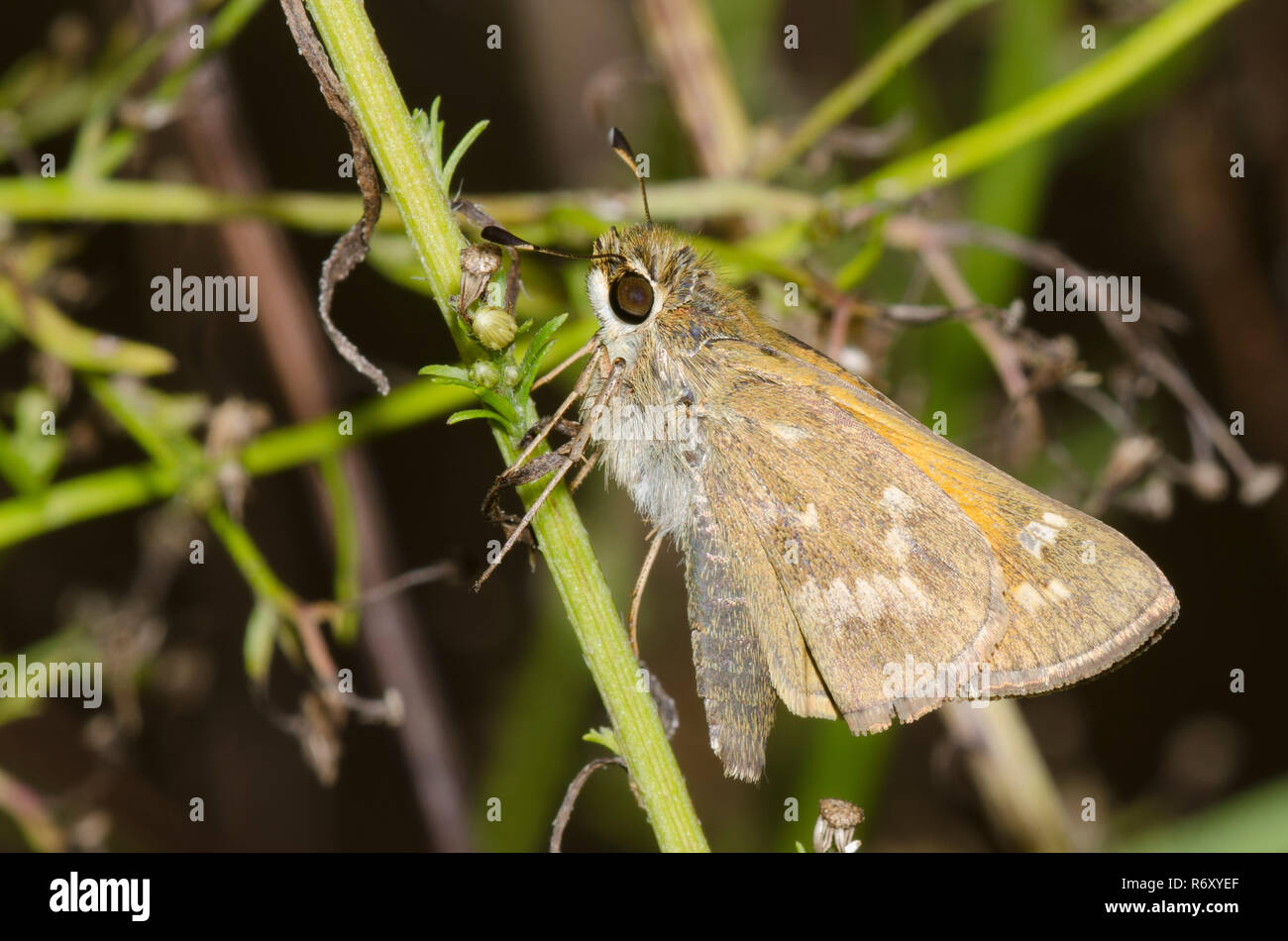 Sachem hi-res stock photography and images - Alamy