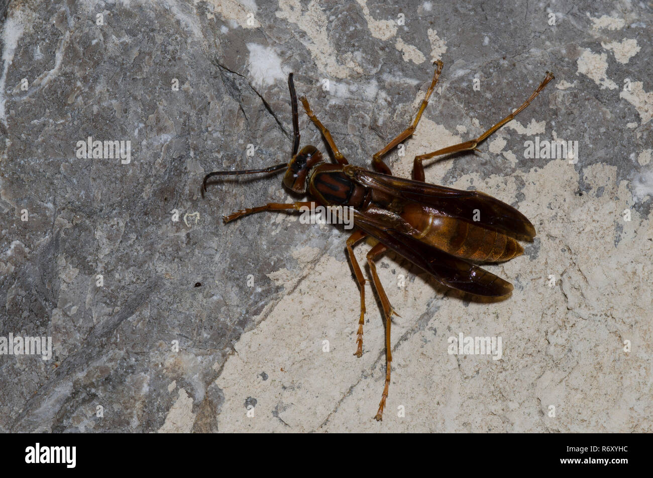 Paper Wasp, Polistes sp., male Stock Photo - Alamy