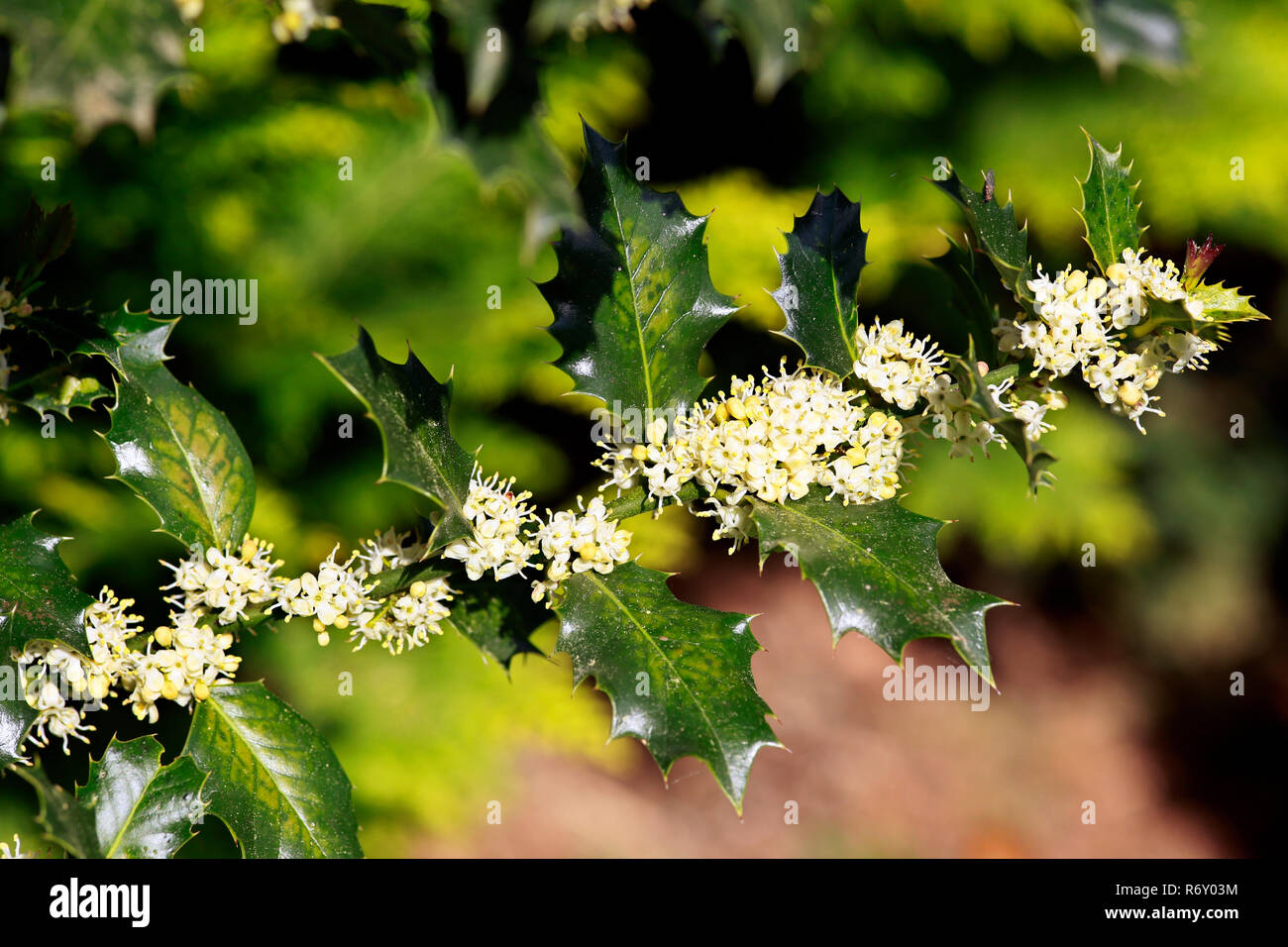 ilex,holly,sting-pods (ilex aquifolium Stock Photo - Alamy