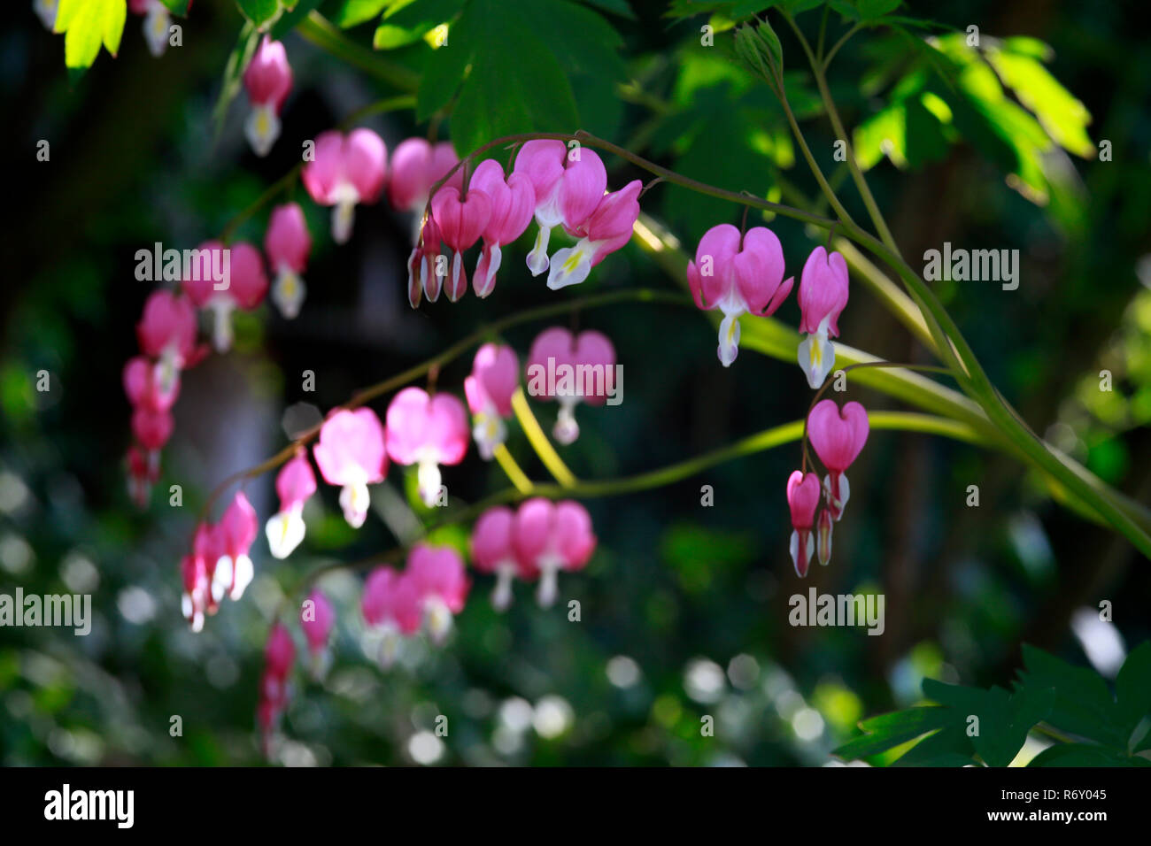 bleeding heart (lamprocapnos spectabilis Stock Photo - Alamy
