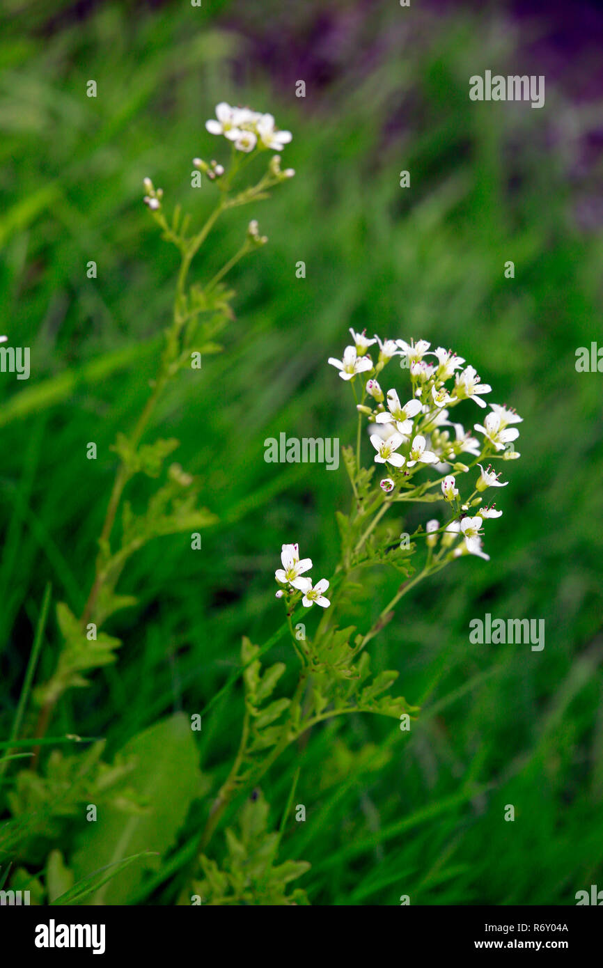 Bitter weed hi-res stock photography and images - Alamy