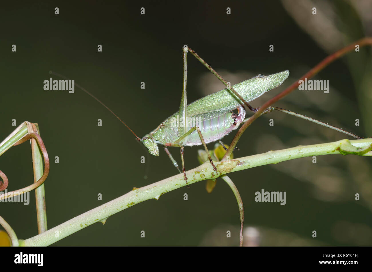 Bush Katydid, Scudderia sp., female Stock Photo - Alamy
