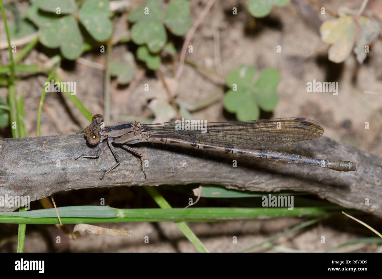 Argia Plana High Resolution Stock Photography and Images - Alamy