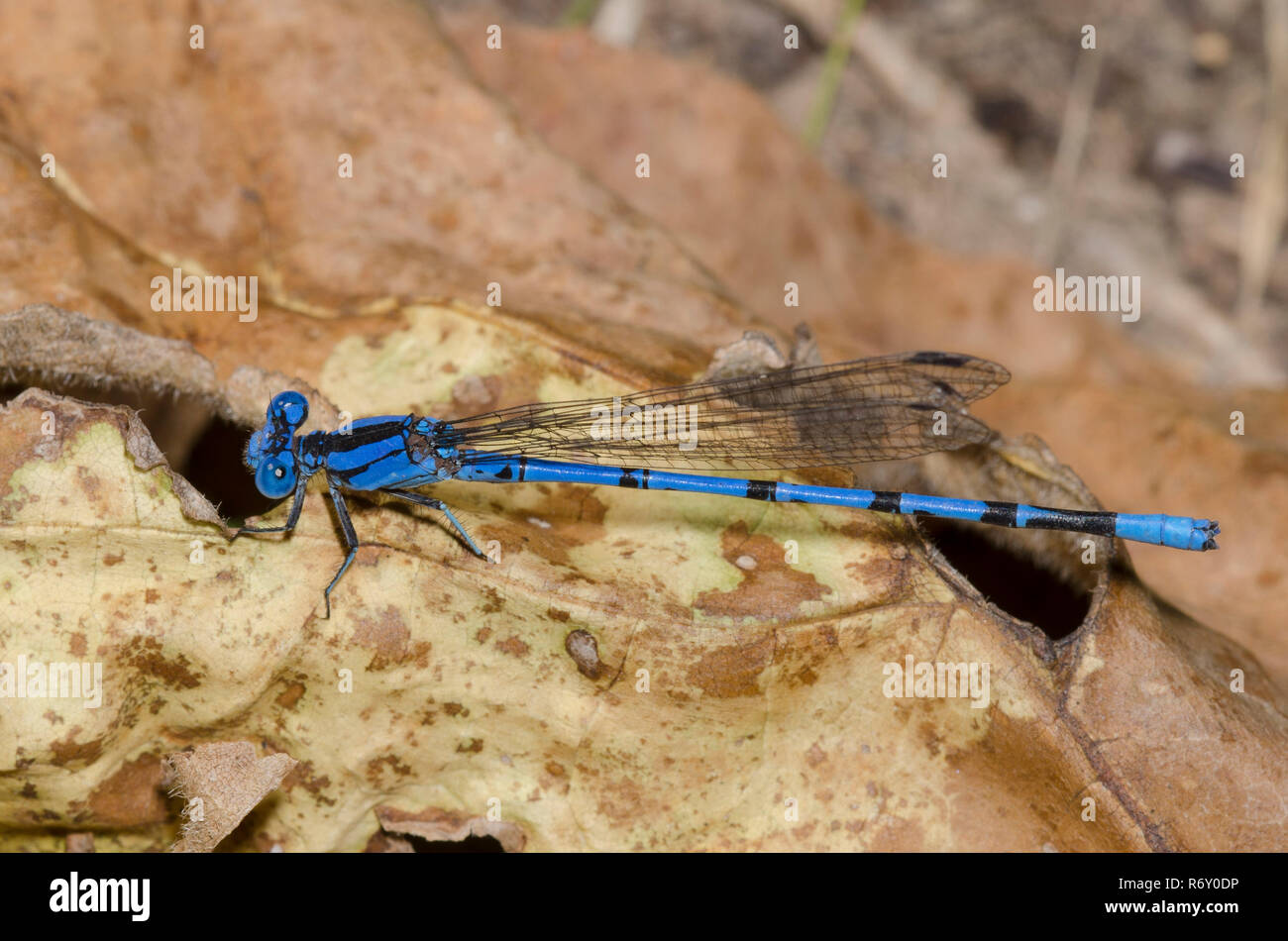 Springwater Dancer, Argia plana, male Stock Photo - Alamy