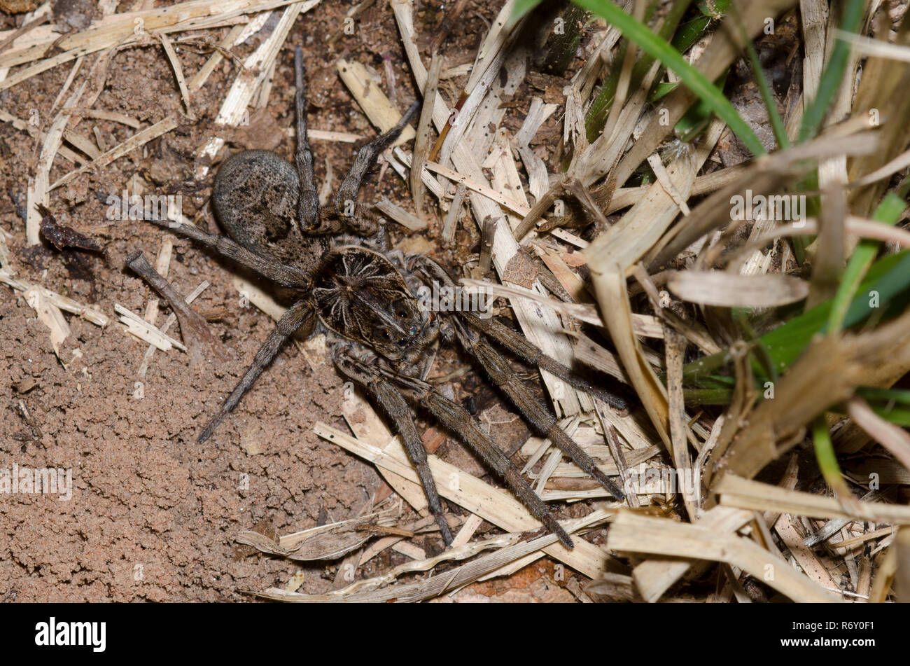 Wolf Spider, Hogna baltimoriana, on forest floor Stock Photo - Alamy