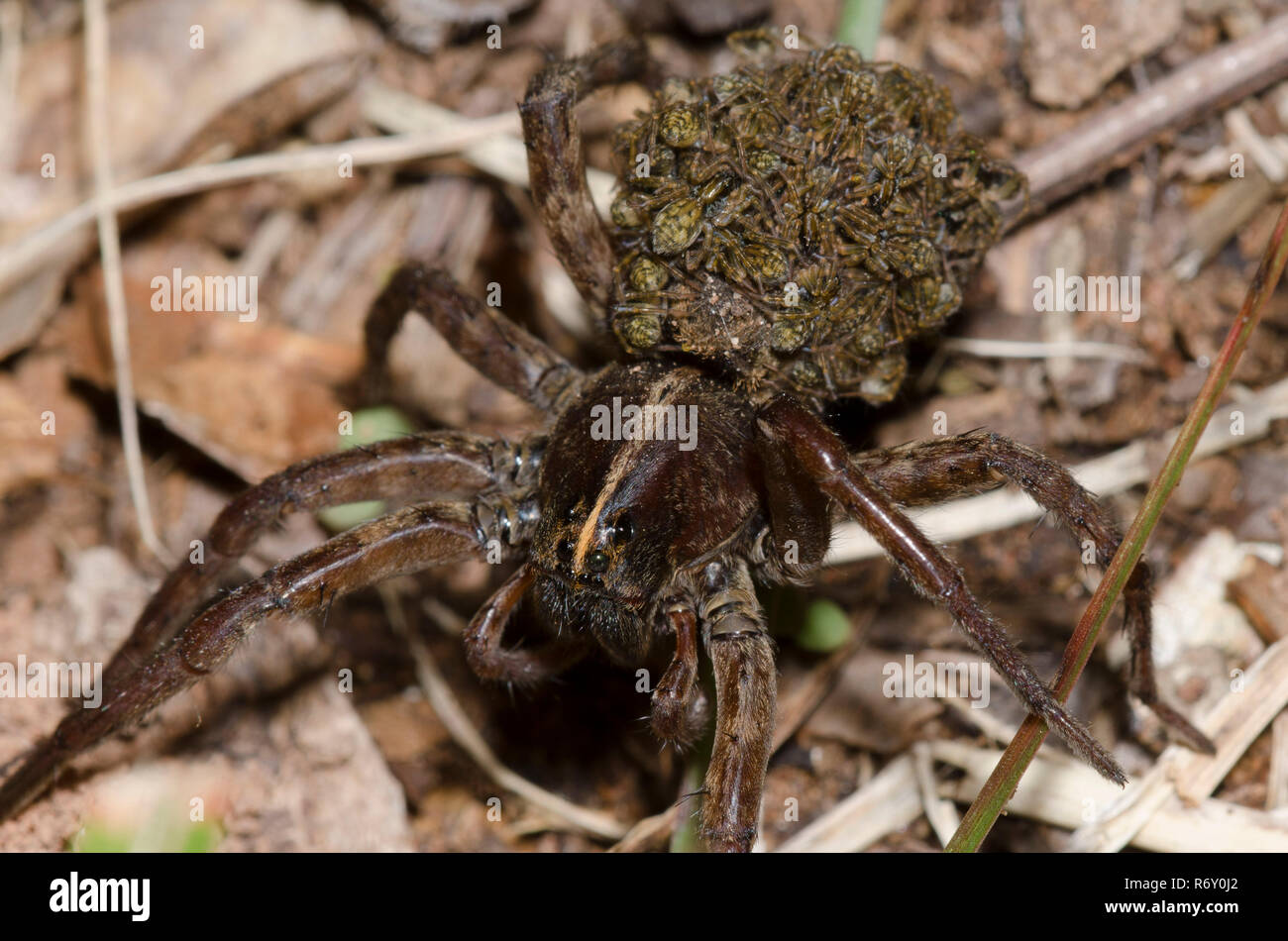 Female wolf spider carrying her babies hi-res stock photography and ...