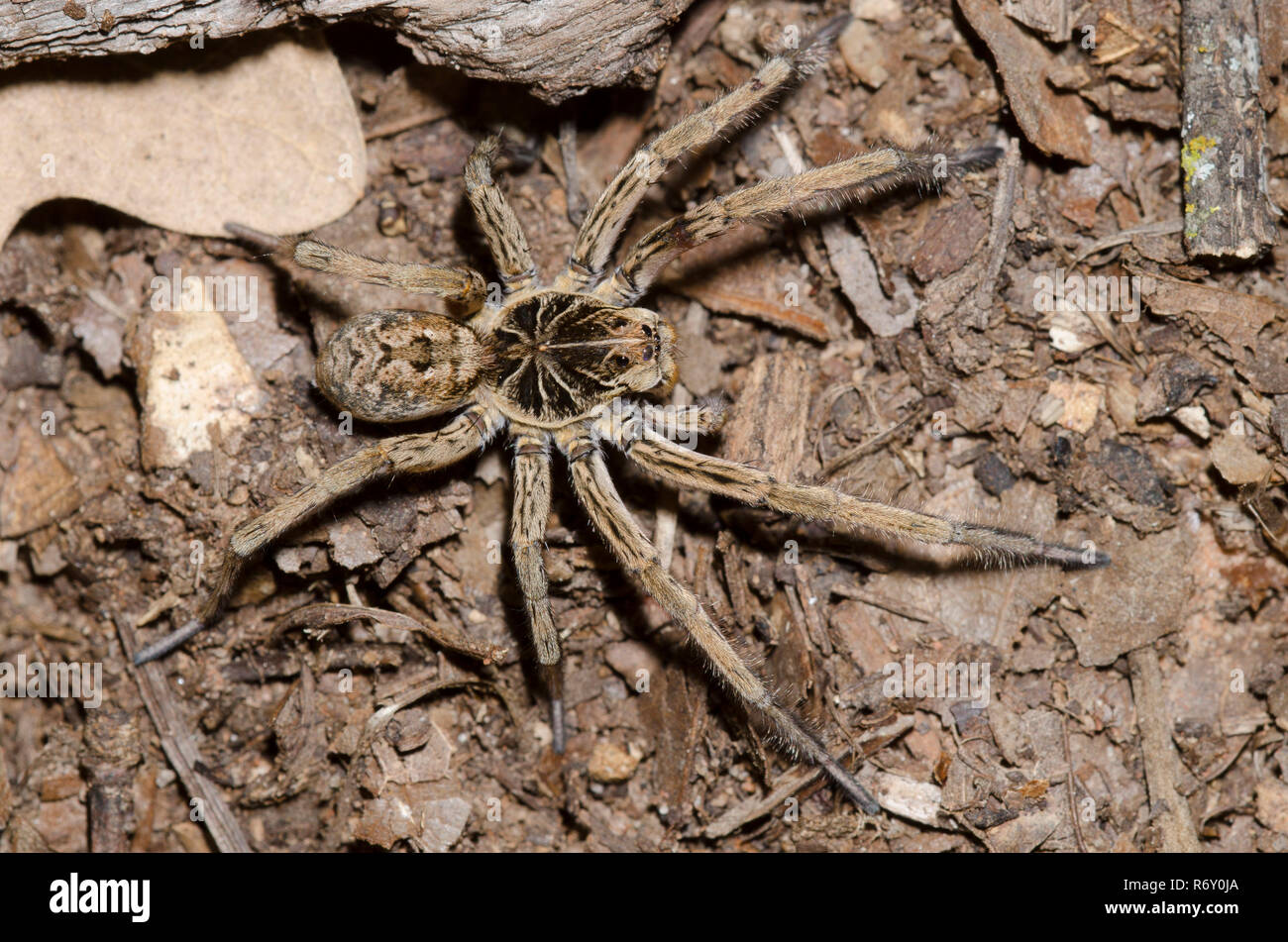 Wolf Spider, Hogna baltimoriana, on forest floor Stock Photo - Alamy