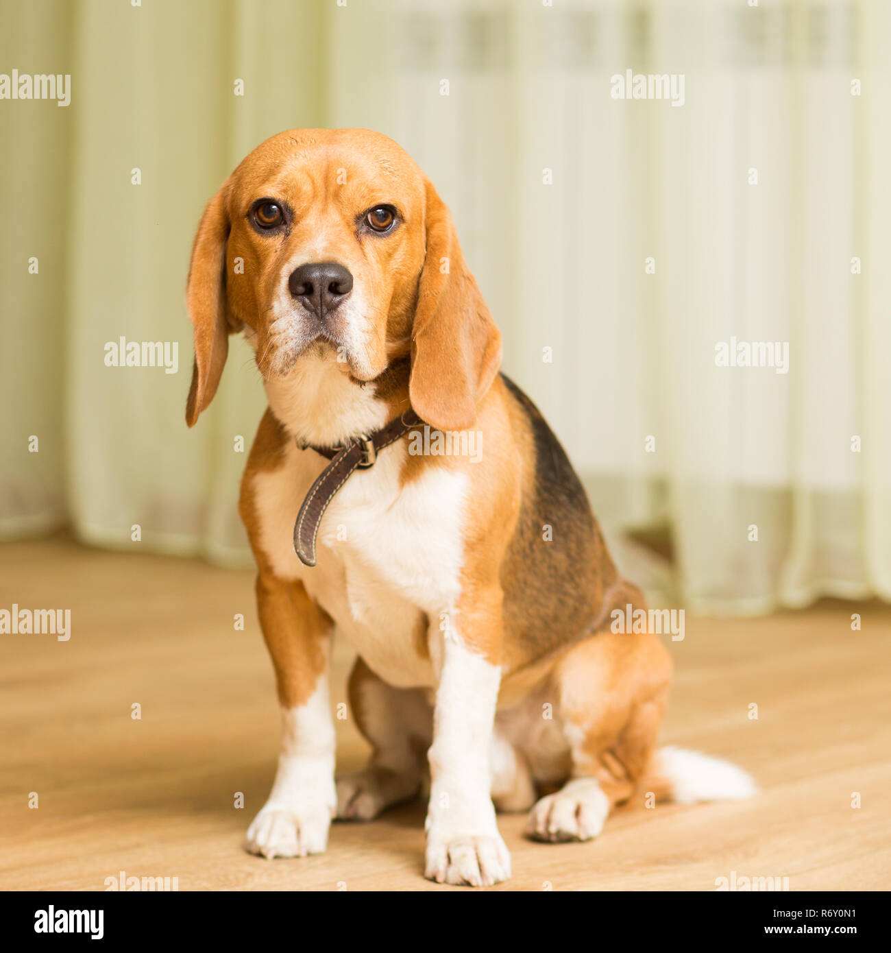 Adult beagle hi-res stock photography and images - Alamy