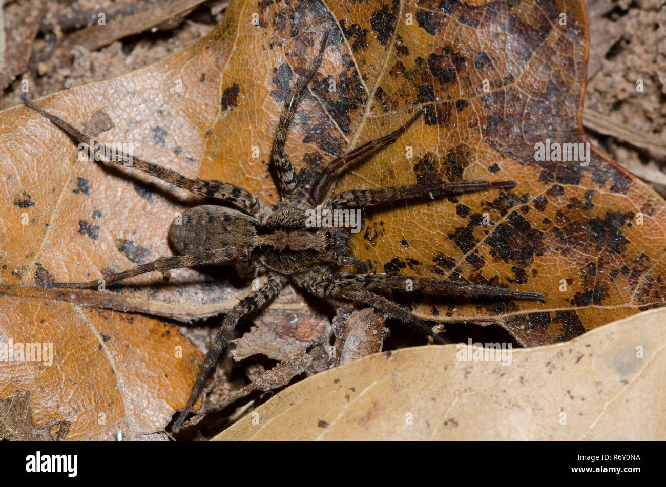 Floor spider hi-res stock photography and images - Alamy
