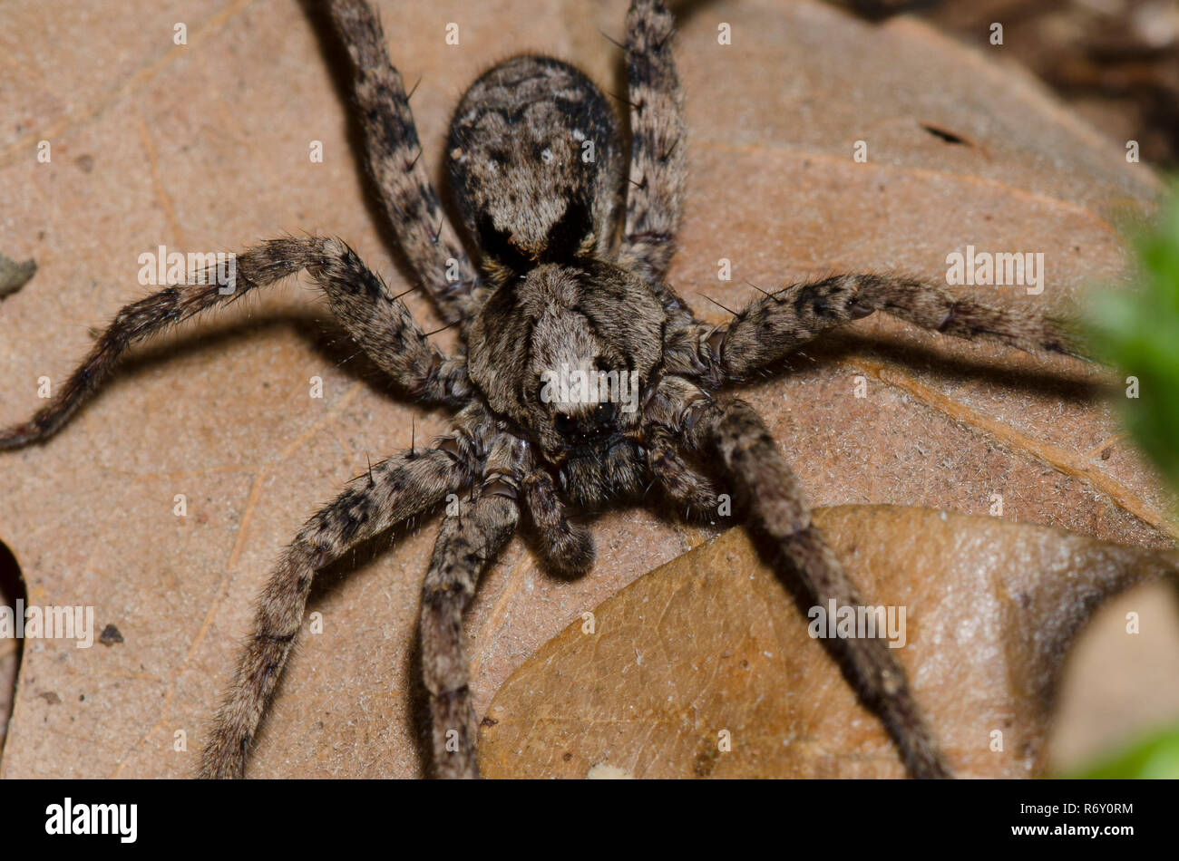 Forest wolf spider hi-res stock photography and images - Alamy