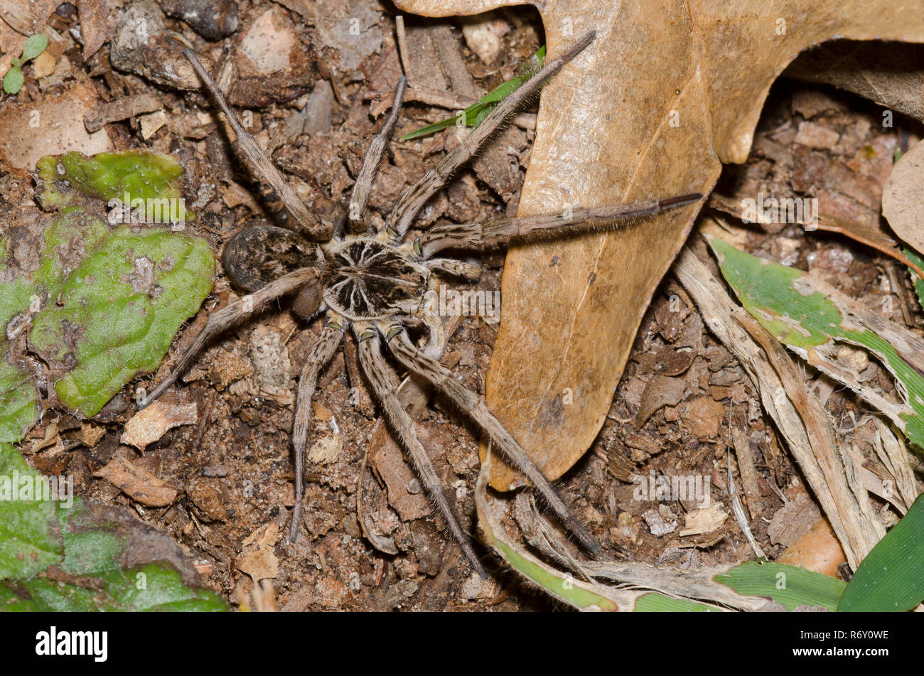 Wolf Spider, Hogna baltimoriana, on forest floor Stock Photo - Alamy