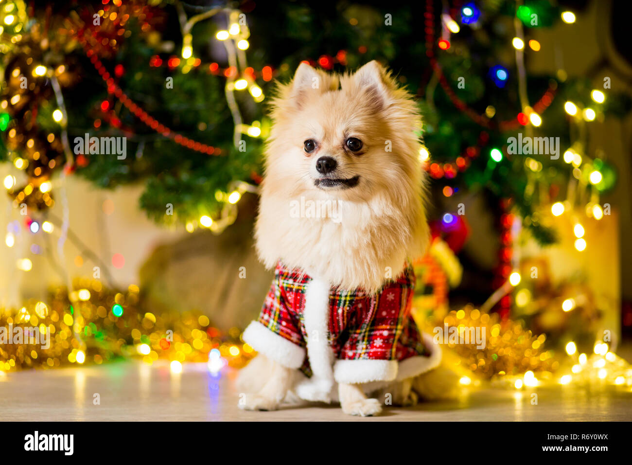 A dog of German spitz breed in a gnome suit sitting near a Christmas ...