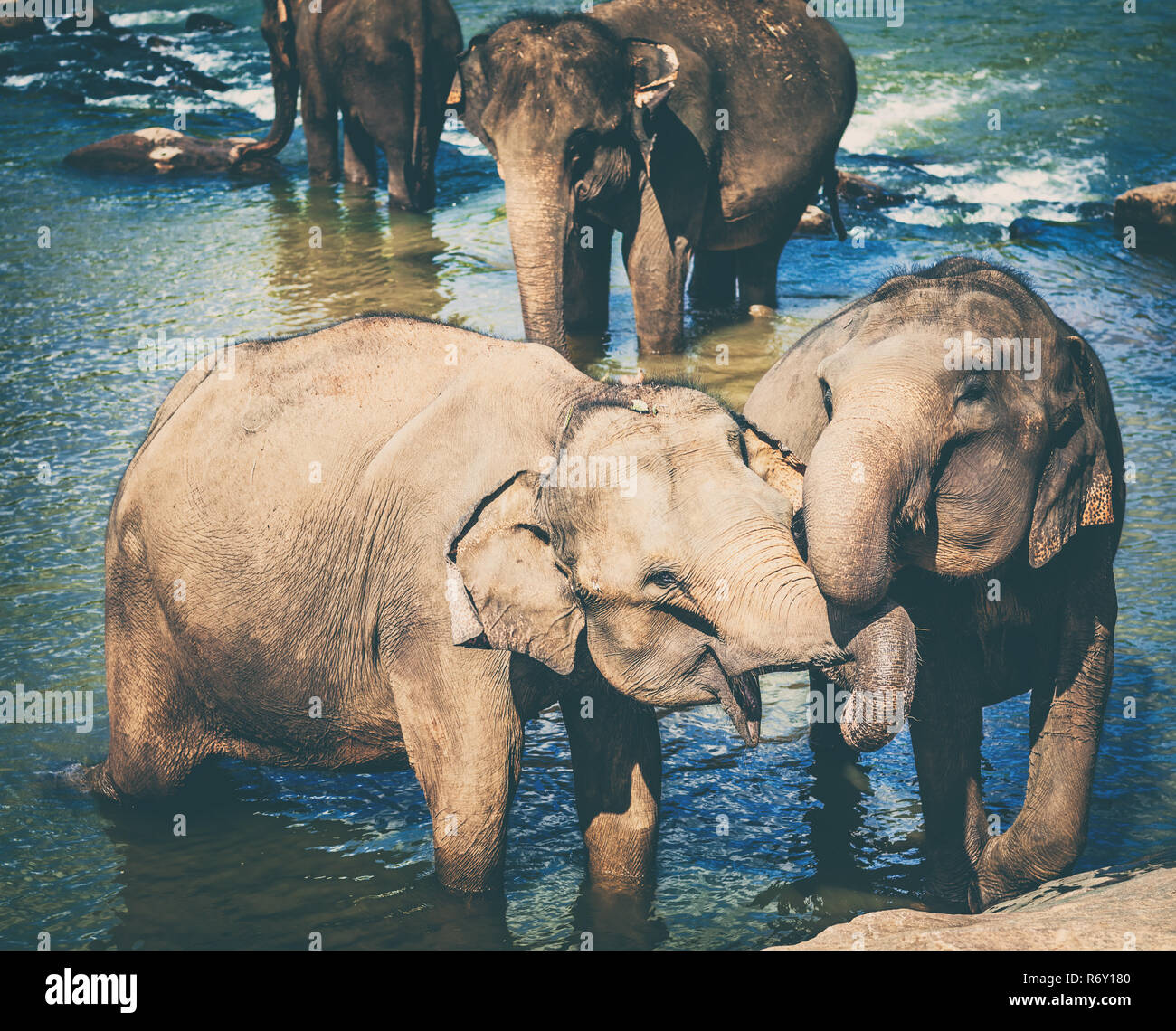 Elephants bathing in a river Stock Photo - Alamy