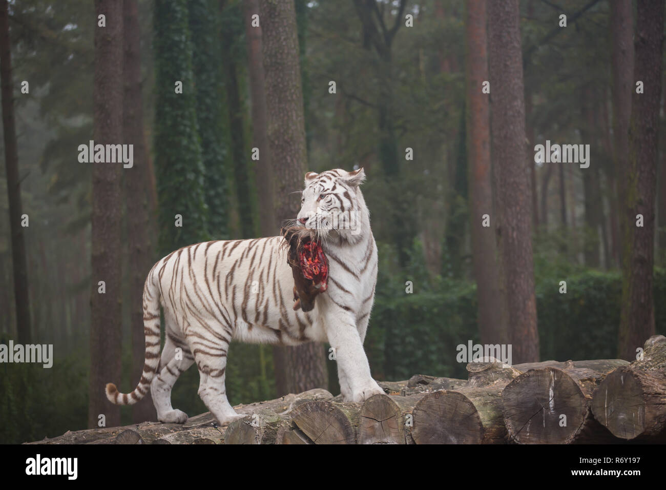 Sibierian hi-res stock photography and images - Alamy