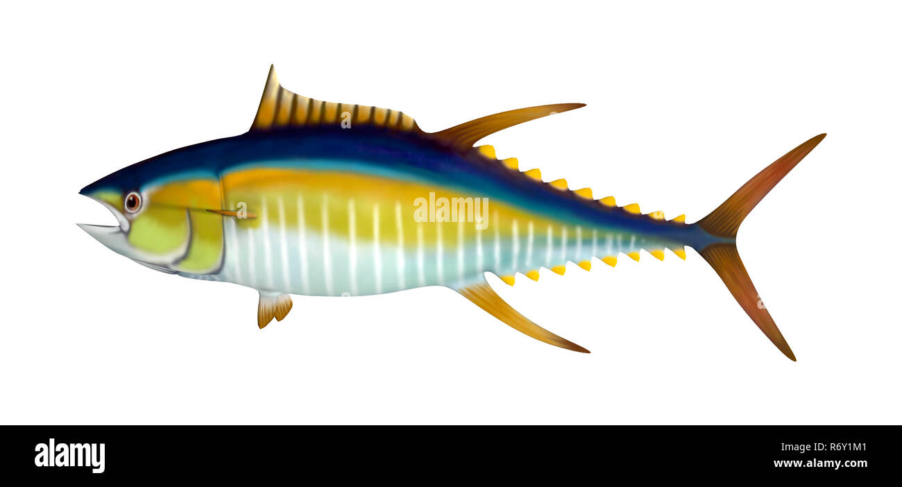 Yellowfin tuna on fishing hi-res stock photography and images - Alamy