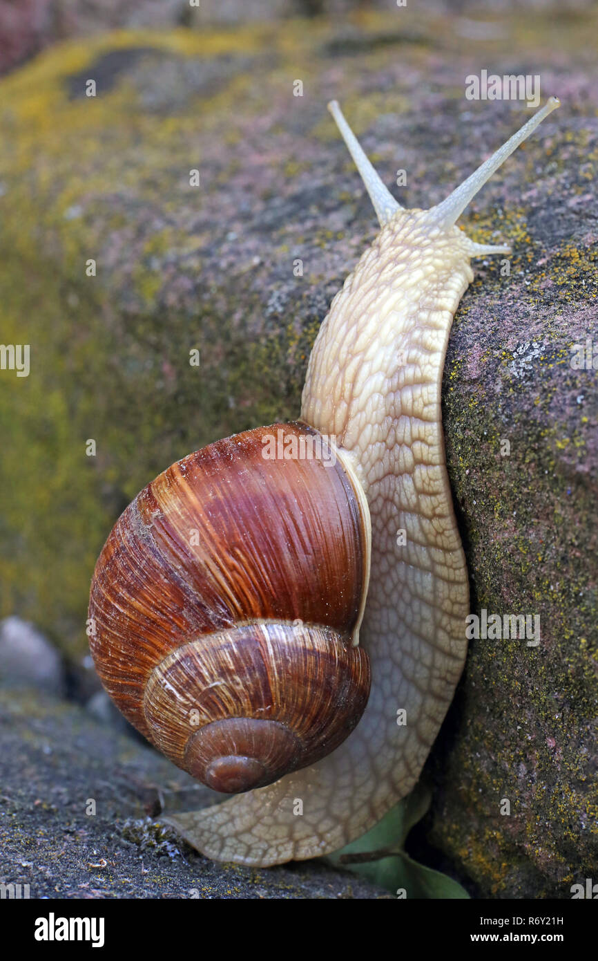 Snail hermaphrodite hi-res stock photography and images - Alamy